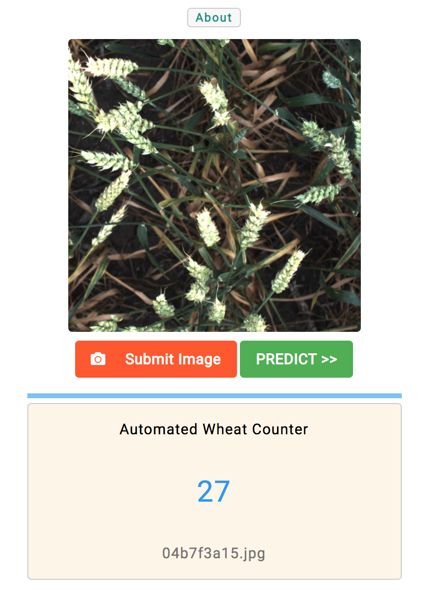 GitHub - vbookshelf/Automated-Wheat-Counter: Ai powered flask web app that uses computer vision ...